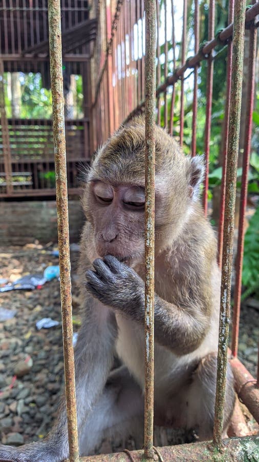 Sad Baby Monkey Eating a Peanut Stock Photo - Image of peanut, eating ...