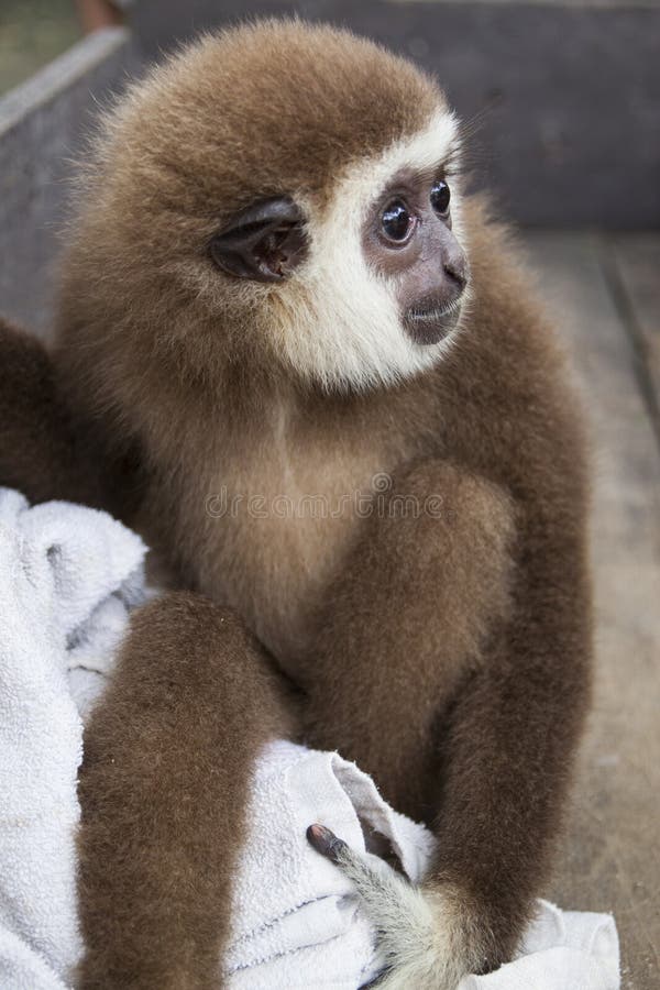 Sad baby monkey stock image. Image of monkey, young, alone - 34204535