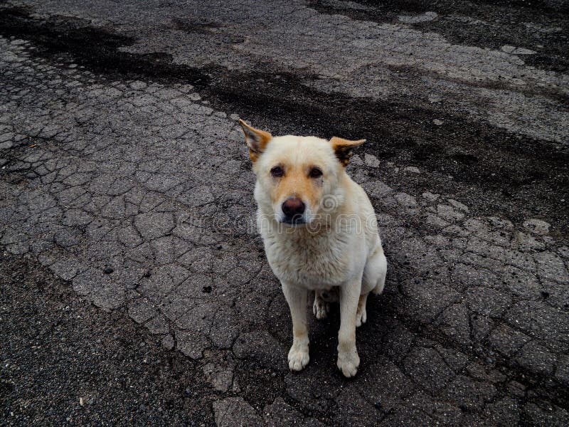 Sad backyard village dog stock photo. Image of broken - 272890958