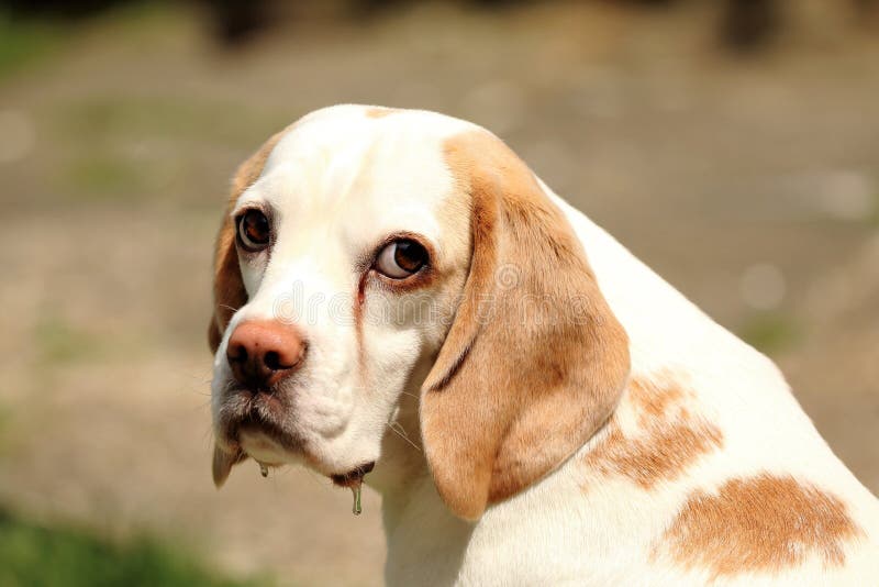 182 Rabid Dog Stock Photos - Free & Royalty-Free Stock Photos from ...