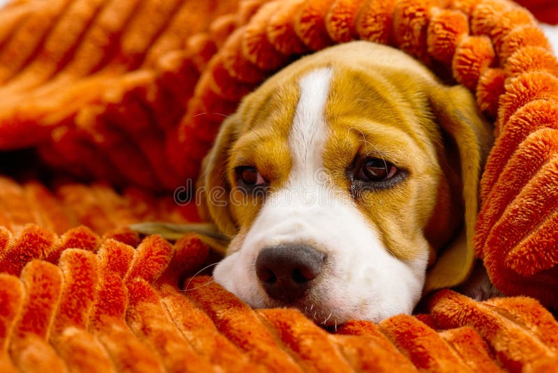 Sad Beagle Puppy. Puppy of Beagle Dog. Stock Image - Image of english ...