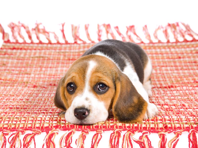 Sad Beagle Puppy
