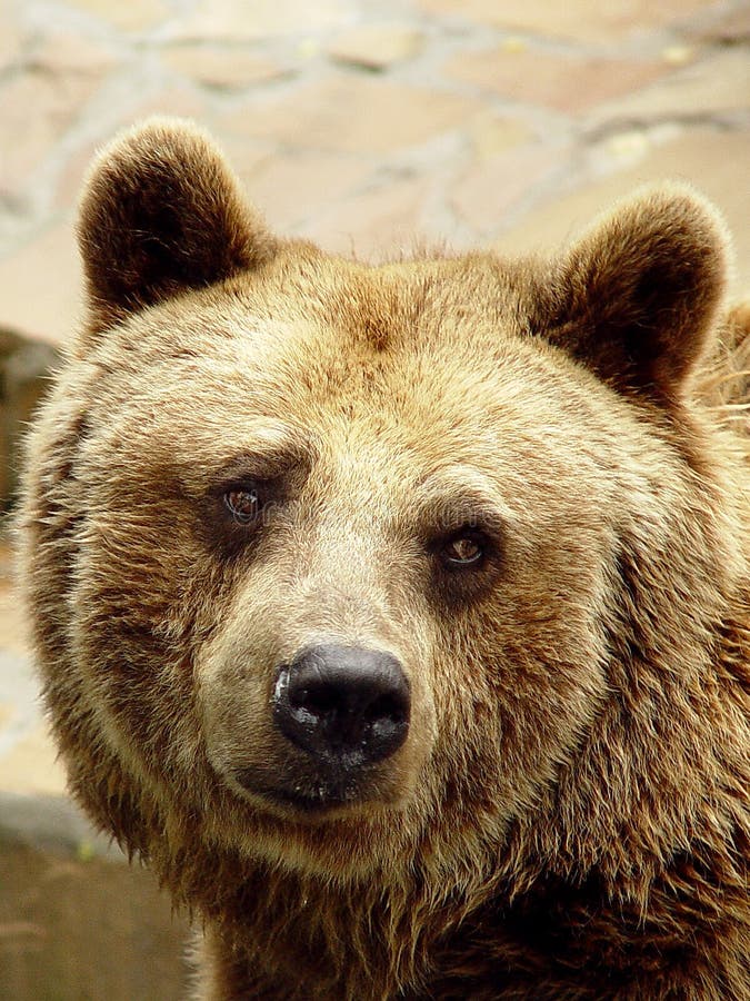 Sad Bear stock photo. Image of mammal, ursus, bear, imposing - 111964