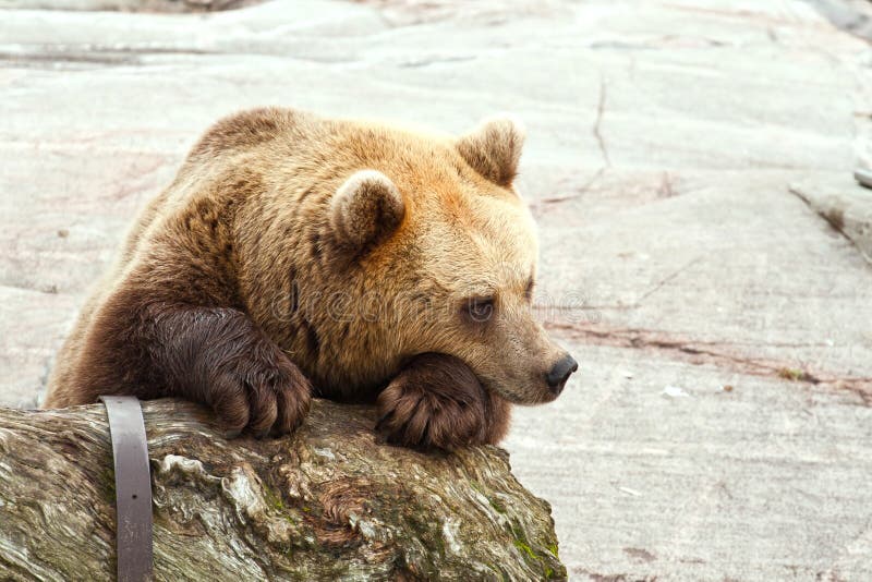 Sad Bear Stock Image - Image: 21504281