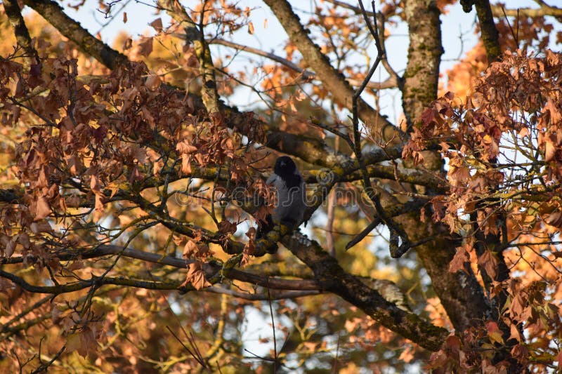 5,716 Sad Bird Stock Photos - Free & Royalty-Free Stock Photos from ...