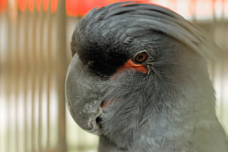 Sad black-bird stock photo. Image of outdoors, nature - 87336922