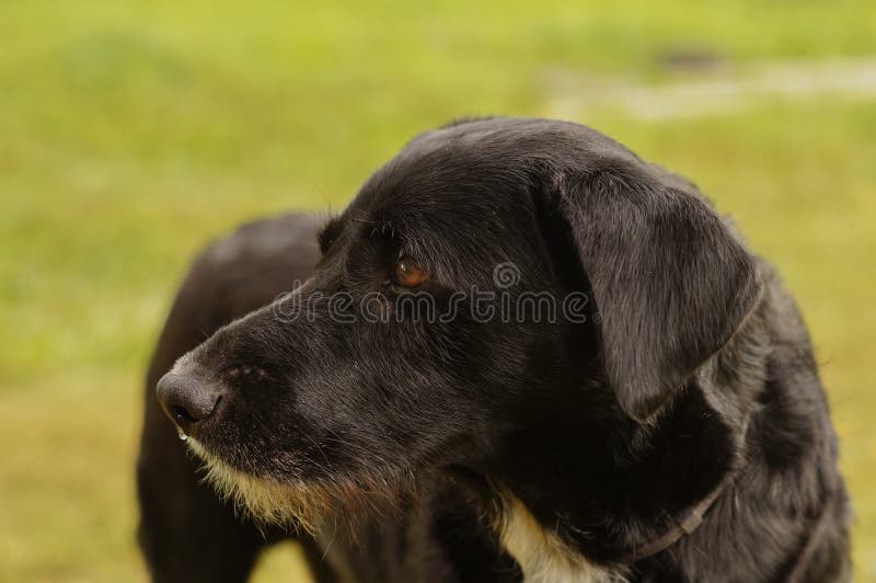 Sad Black dog stock photo. Image of gray, direction, cute - 61571178