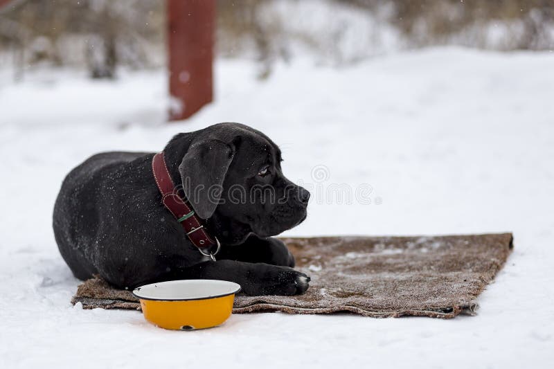 161 Angry Labrador Puppy Stock Photos - Free & Royalty-Free Stock ...