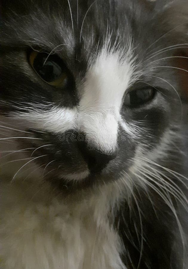 14,262 Sad White Cat Photos - Free & Royalty-Free Stock Photos from ...