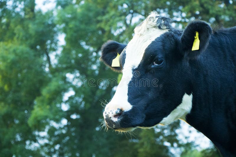 Sad Cow stock photo. Image of close, mammal, horizontal - 101019020