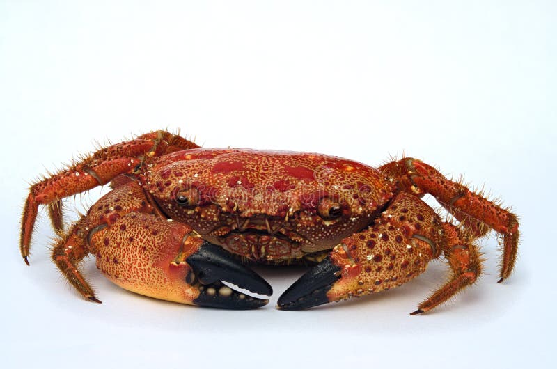 Sad crab stock image. Image of seaside, marine, claw, claws - 8027749