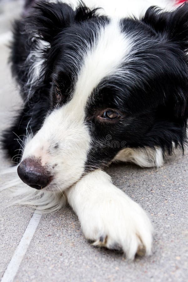 Sad border collie stock photo. Image of canine, cute - 44408214