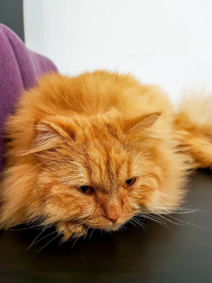 Sad, Bored Fluffy Ginger Cat with Yellow Eyes Lying on Table. Stock ...
