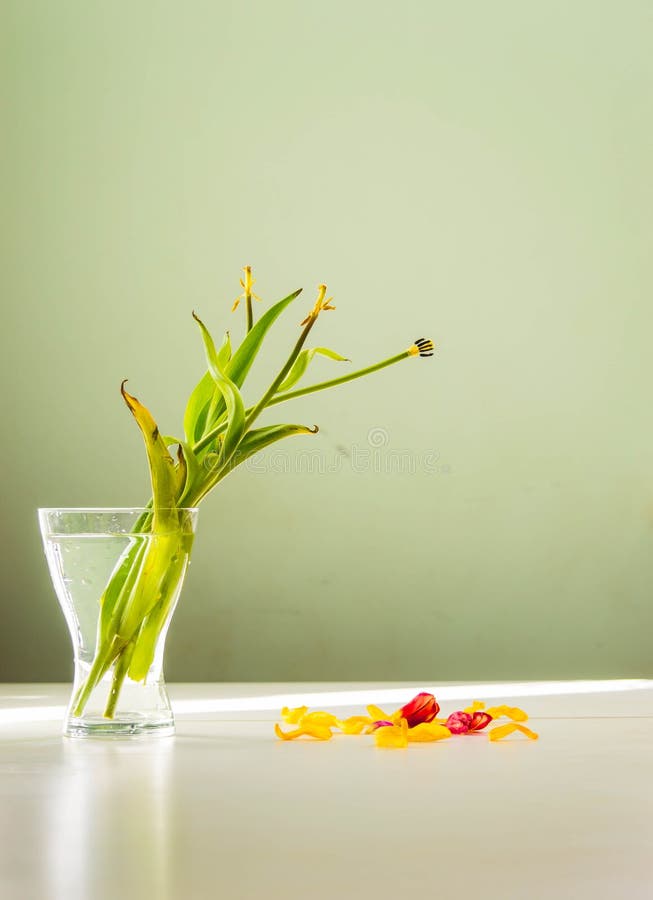 Sad Bouquet with Crumbled Petals Stock Photo - Image of wither, hope ...
