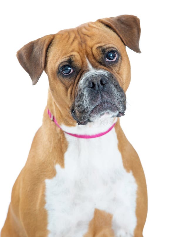 Sad Boxer Dog Closeup stock image. Image of mixed, expression - 109496023