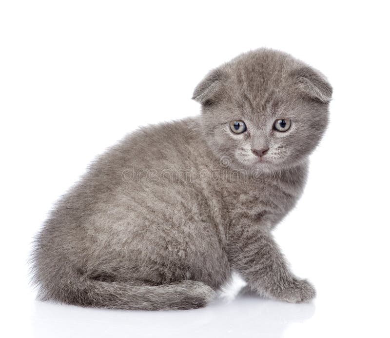 718 Sad British Shorthair Cat Stock Photos - Free & Royalty-Free Stock ...