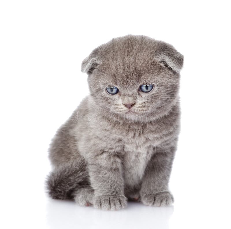 607 Sad British Shorthair Cat Photos - Free & Royalty-Free Stock Photos ...
