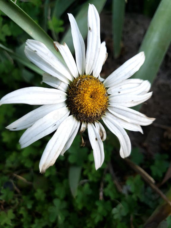 Sad broken daisy stock image. Image of white, broken - 171949599