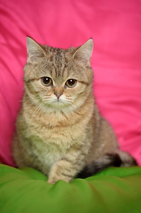 Sad brown british kitten stock photo. Image of domestic - 183205628