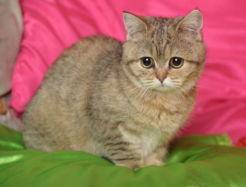 Sad brown british kitten stock image. Image of kitty - 183205643