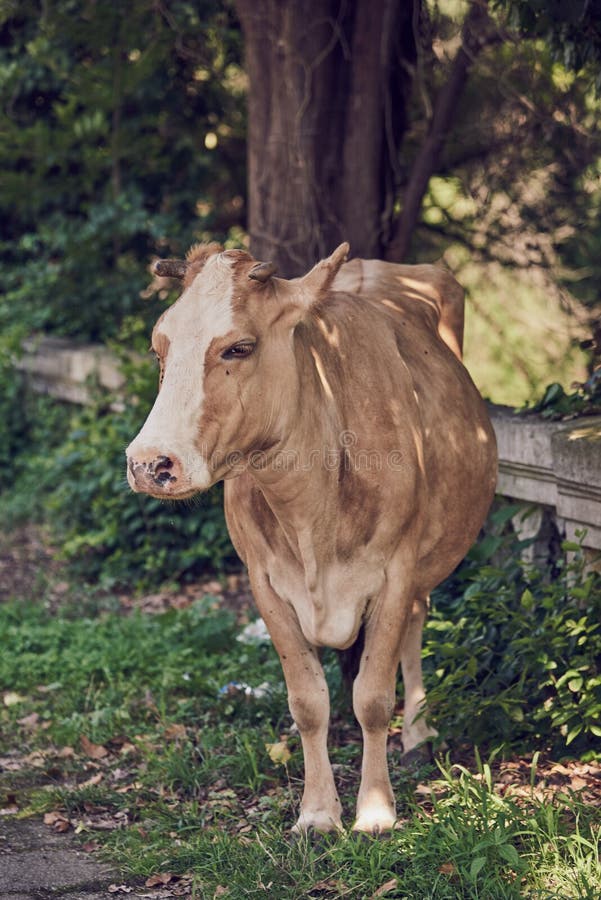 A Sad Brown Cow Under a Tree. Stock Photo - Image of animal, meat ...