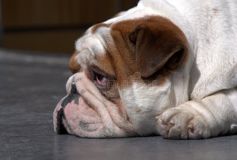 Sad Bulldog Face