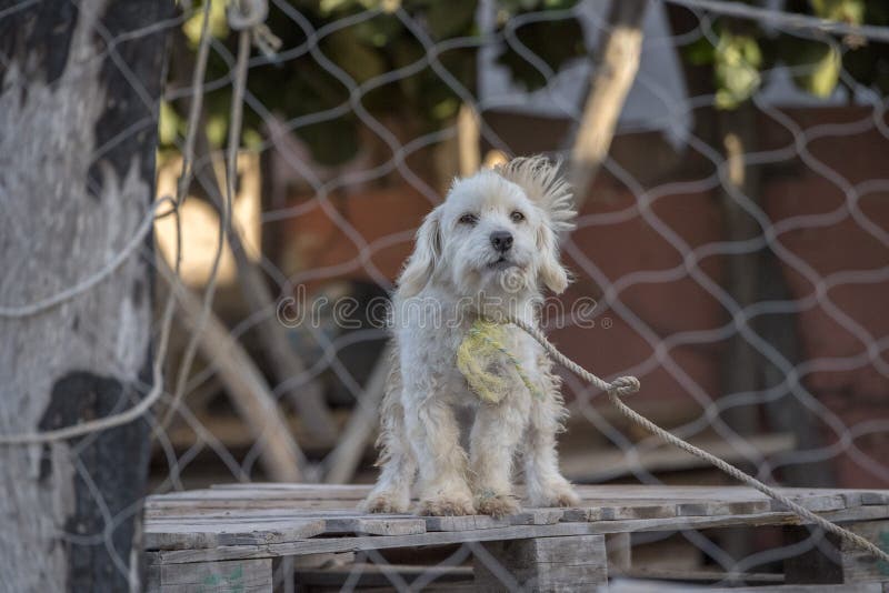 Caged dog sad stock image. Image of shelter, dogs, home - 108873421