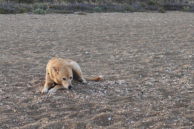 A Sad Canaan Dog on the Empty Sandy Beach Stock Photo - Image of color ...