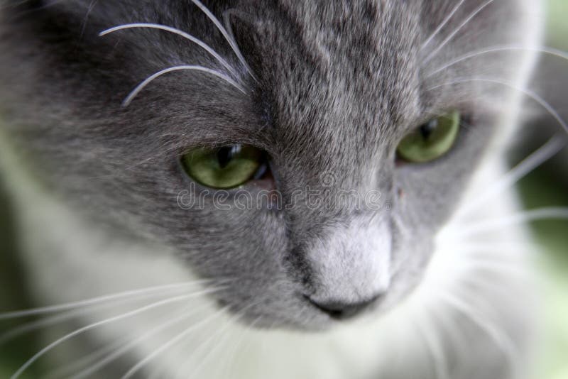 Sad cat stock image. Image of posing, eyes, gray, face, care - 79539