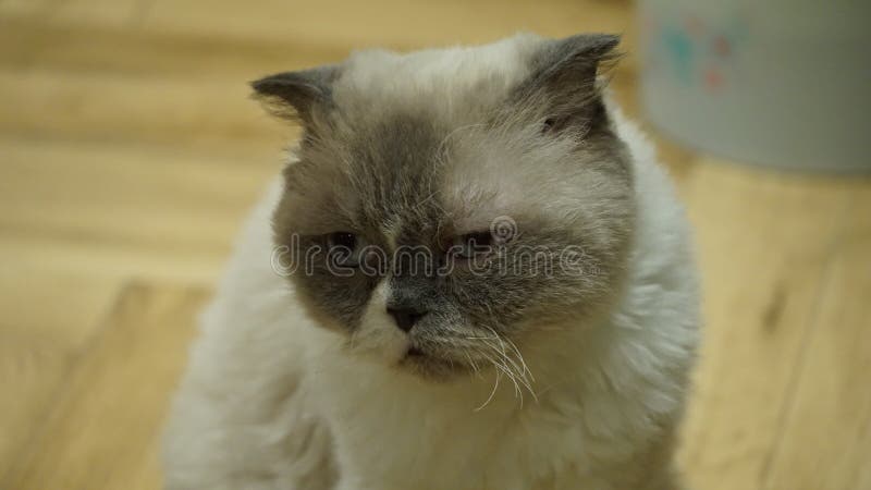 Sad cat stock photo. Image of ground, catcafe, animal - 155403644