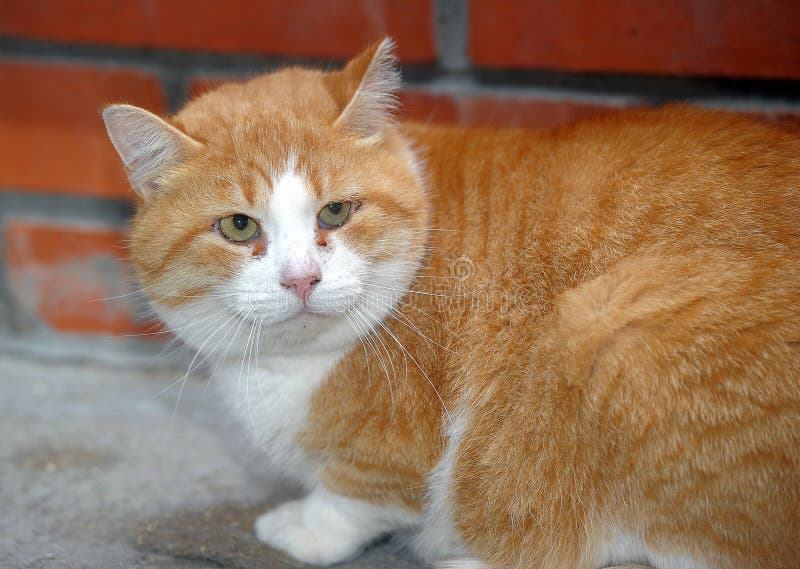 466 Cat Fat Sad Stock Photos - Free & Royalty-Free Stock Photos from ...