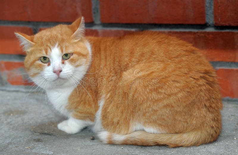 466 Cat Fat Sad Stock Photos - Free & Royalty-Free Stock Photos from ...