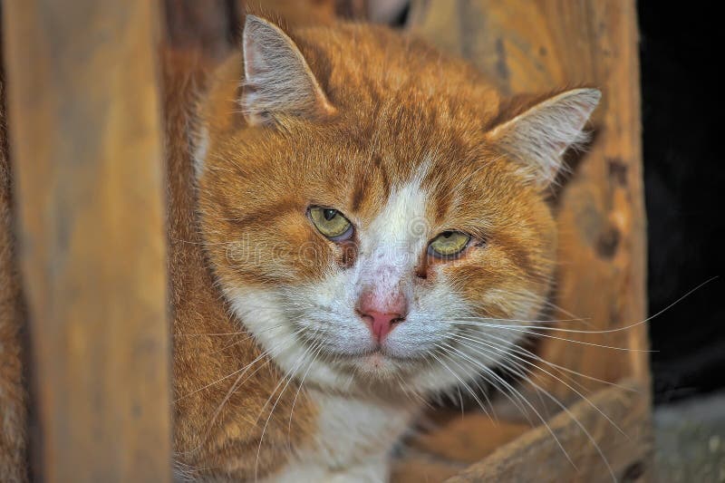 466 Cat Fat Sad Stock Photos - Free & Royalty-Free Stock Photos from ...