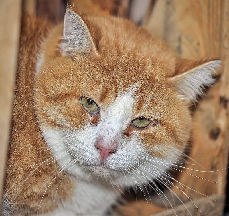 335 Fat Cat Cute Sad Stock Photos - Free & Royalty-Free Stock Photos ...