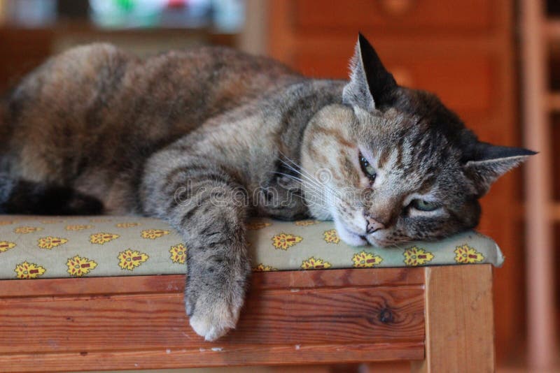 Sad Cat on Chair stock image. Image of house, chair, comical - 82261605
