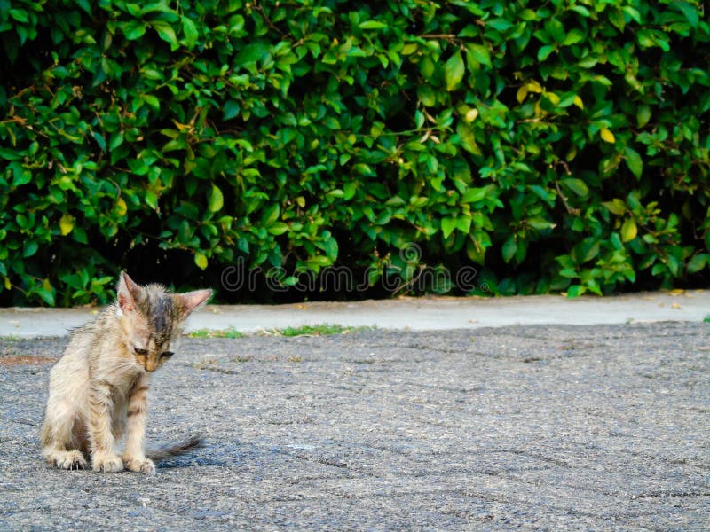 28,169 Sad Cat Stock Photos - Free & Royalty-Free Stock Photos from ...