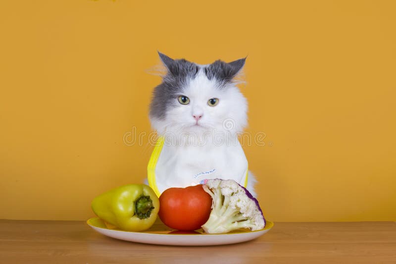 Sad Cat on a Diet before the Emptiness of Plate Stock Image - Image of ...