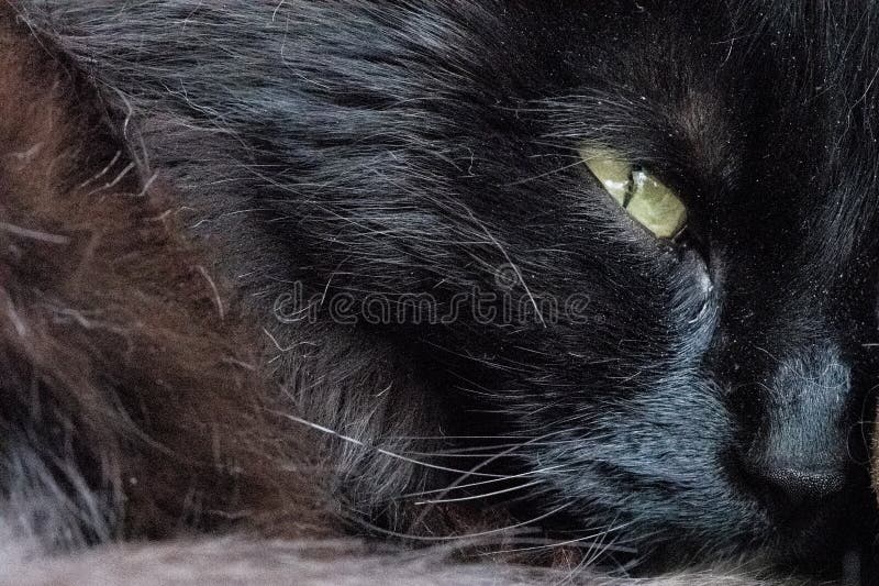Sad cat face stock photo. Image of face, cheer, black - 166337116