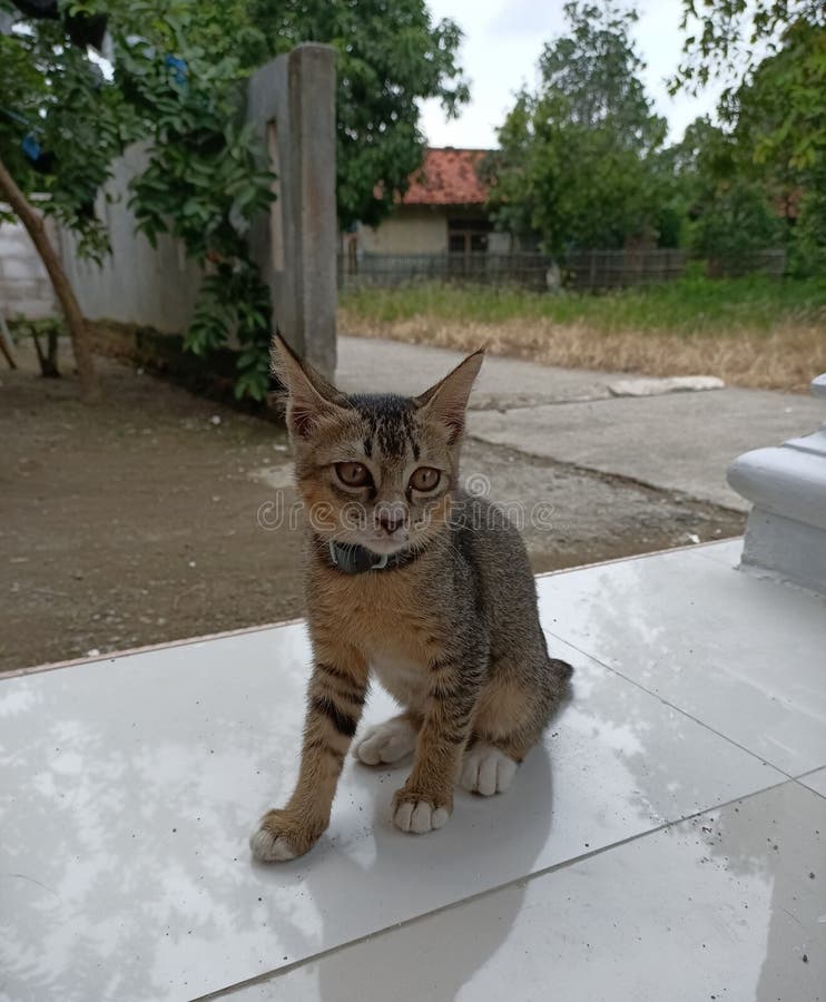 Sad cat face stock image. Image of wildlife, plant, whiskers - 242211929