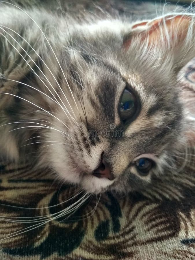 Sad cat stock image. Image of pets, grey - 98633695