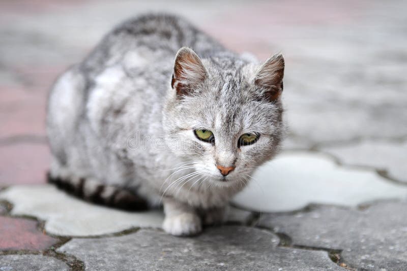 Sad cat stock image. Image of little, sweet, animal, white - 35279865