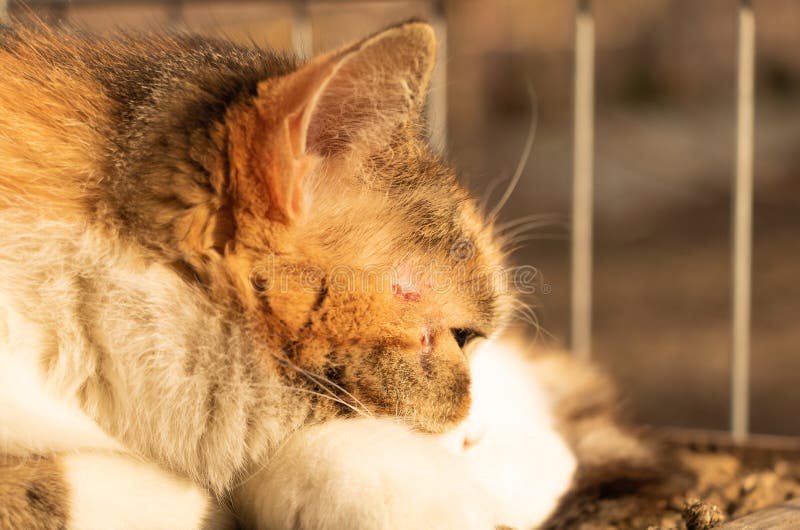 Sad Cat is Injured in the Head Stock Image - Image of safety, cute ...