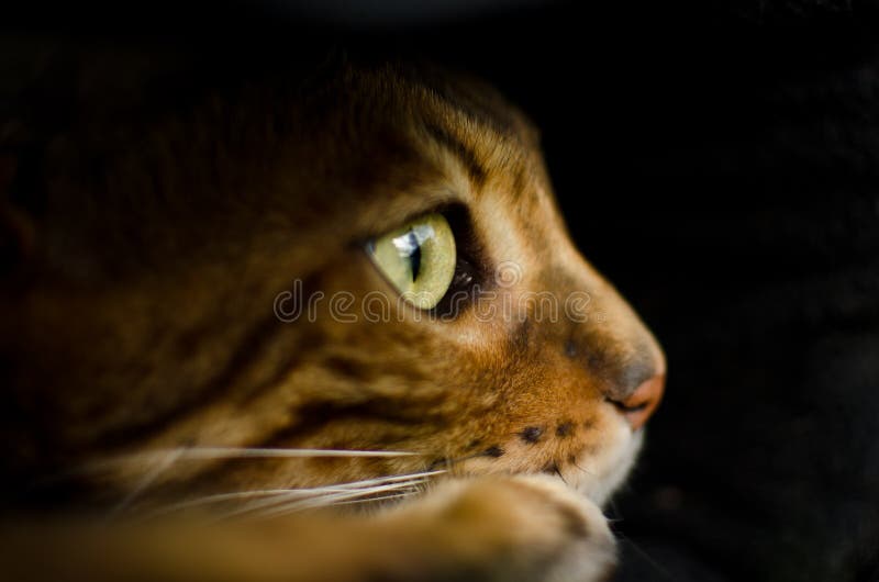 Sad cat is looking outside stock photo. Image of dramatic - 34187438