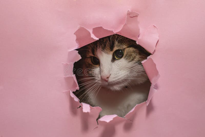 Sad Cat Looking Thru Torn Pink Paper Hole Stock Image - Image of hair ...