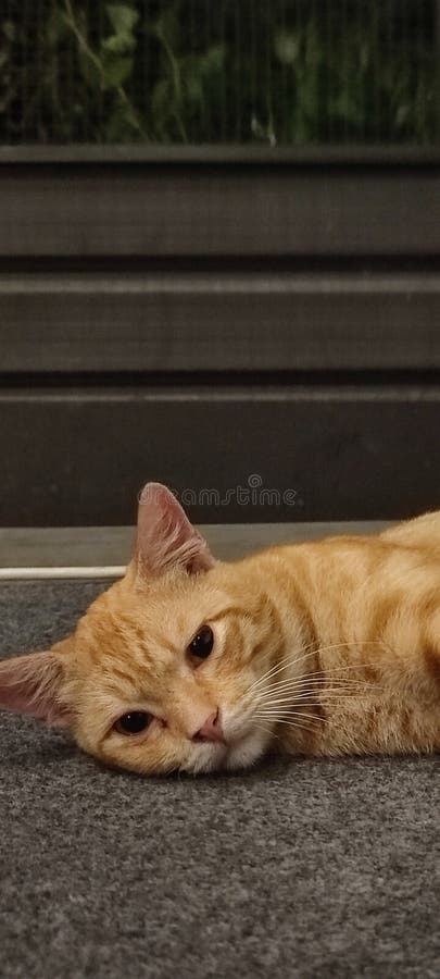 Sad cat at night stock photo. Image of wildcat, whiskers - 265732306