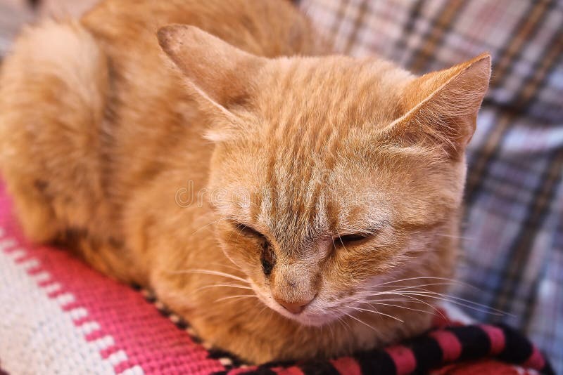 Sad Cat stock photo. Image of entrance, bamboo, stick - 83354854