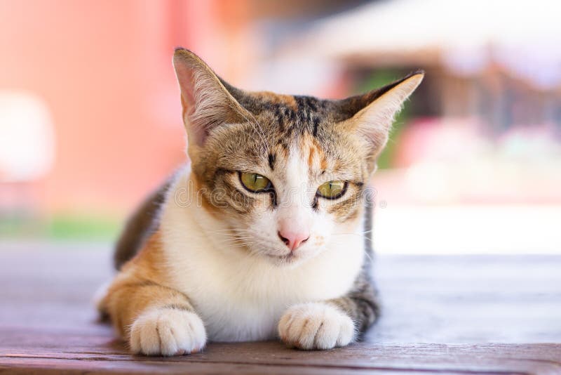 Sad cat stock photo. Image of beautiful, happy, breed - 129850014