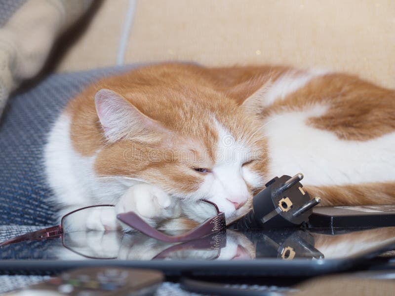 Sad cat stock image. Image of mammal, expression, lost - 41060375