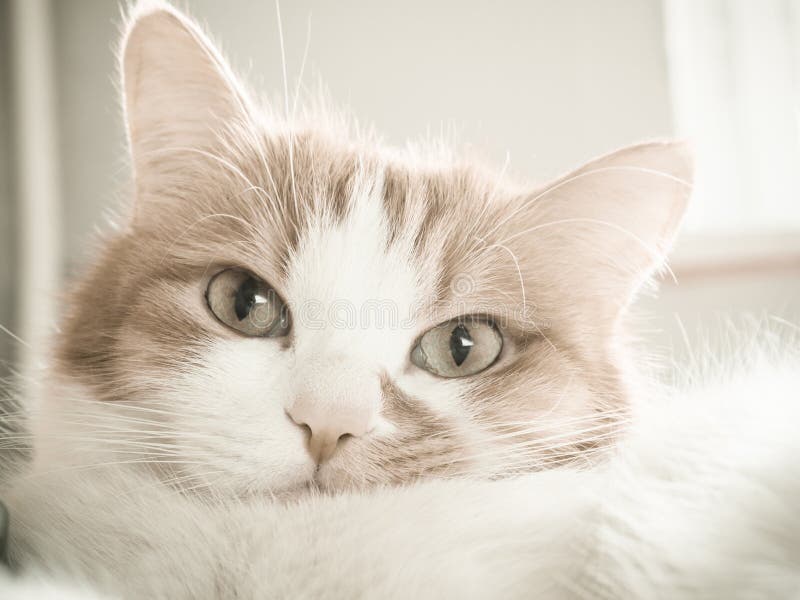 Sad cat stock image. Image of lying, lonely, animal, eyes - 41060307