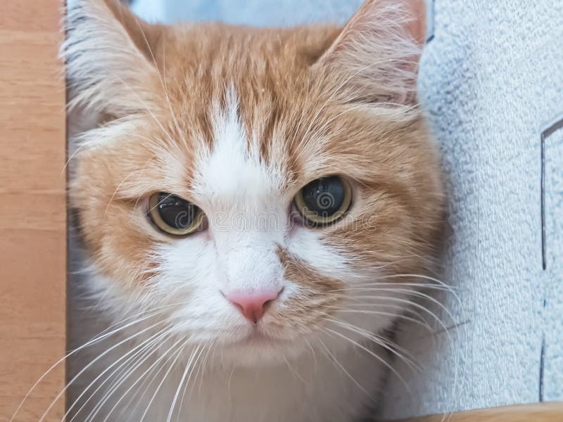 Sad cat stock image. Image of kitten, despair, abuse - 41060303